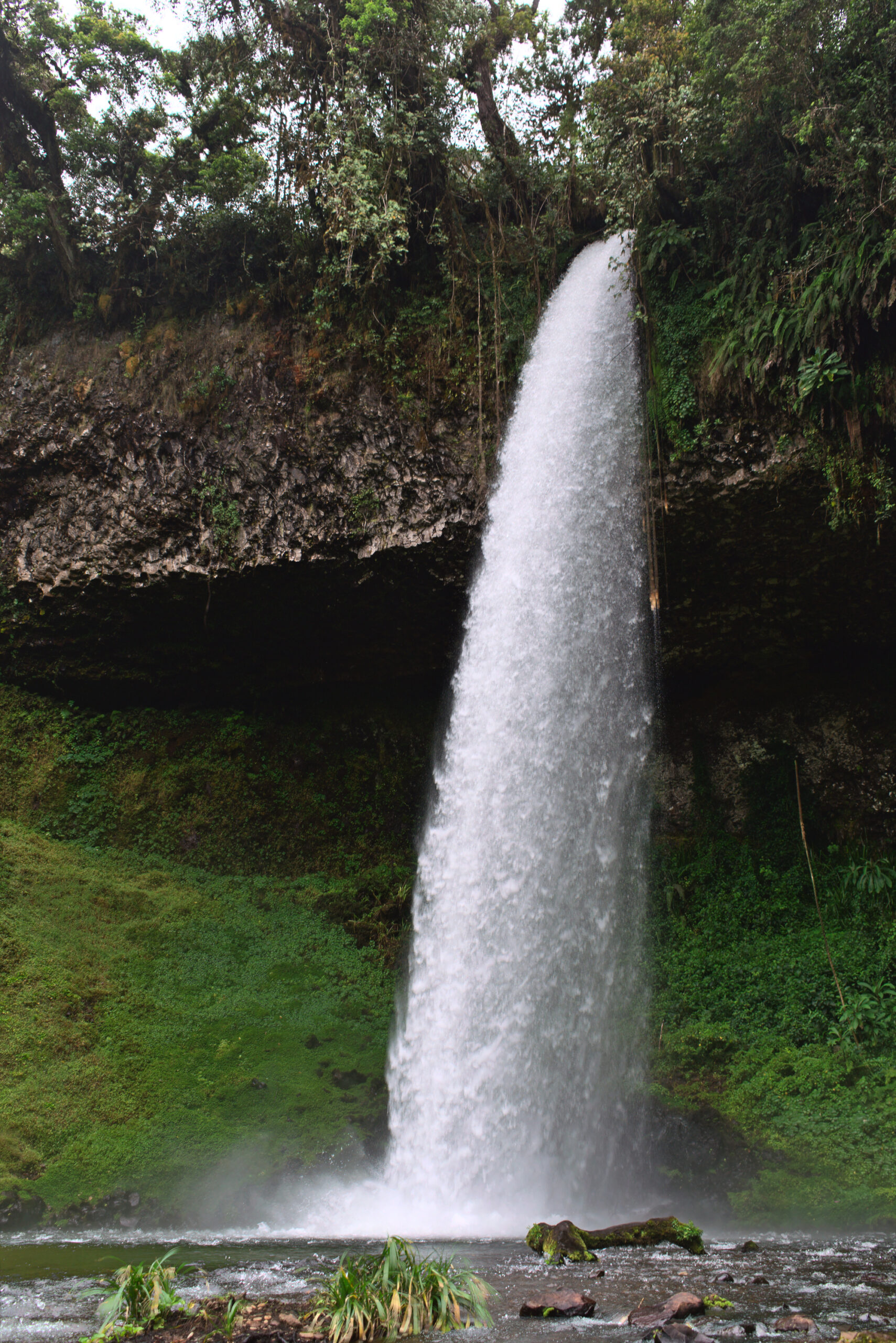 Castle Forest Day Hike – Matembezi Travellers Club